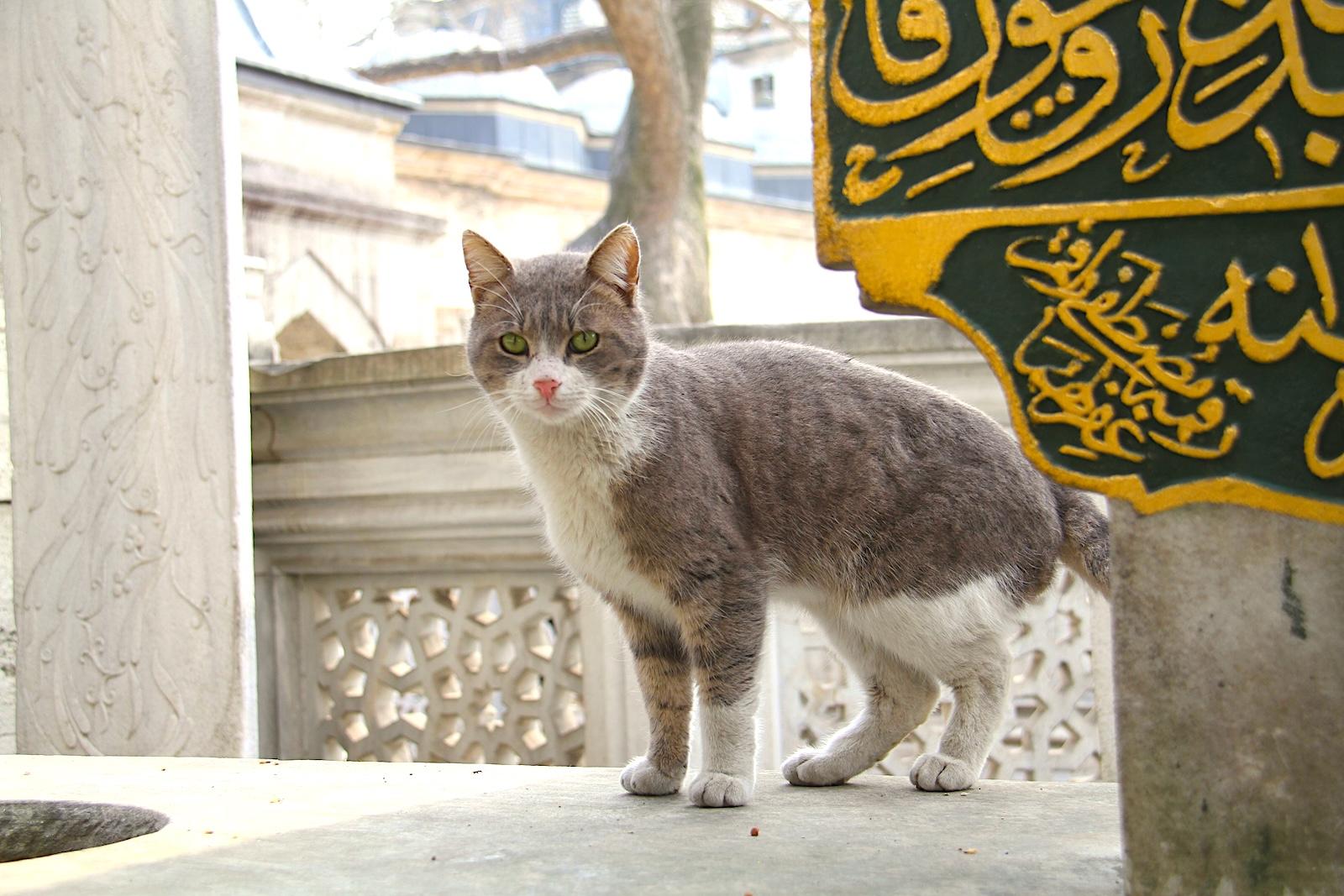 Istanbul Cats & Dogs - Like Türkiye